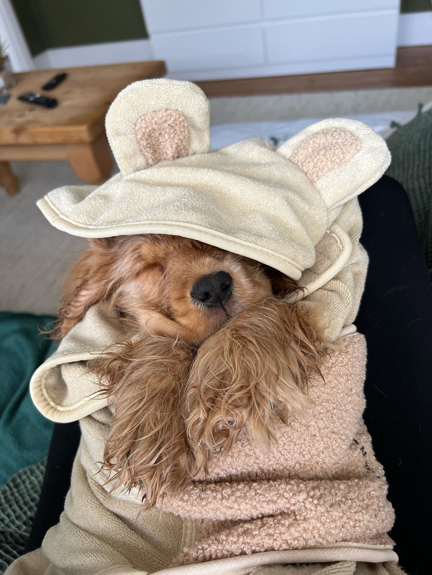 10 Tips to Make Your Dog Happy – Cocopup London